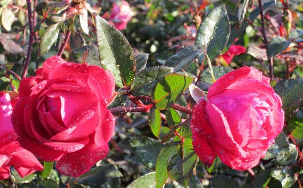 Double Red Knock Out Rose | Louisiana Nursery