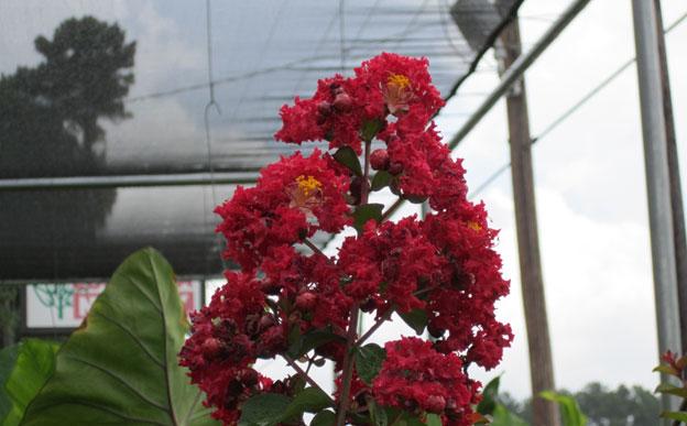 Dynamite Crape Myrtle | Louisiana Nursery