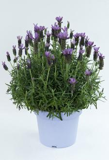 Lavender-Grand Purple | Louisiana Nursery