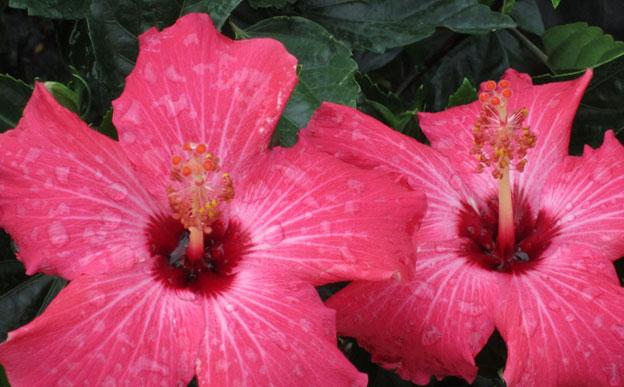 Tropical Hibiscus | Louisiana Nursery