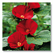 Hummingbirds | Louisiana Nursery